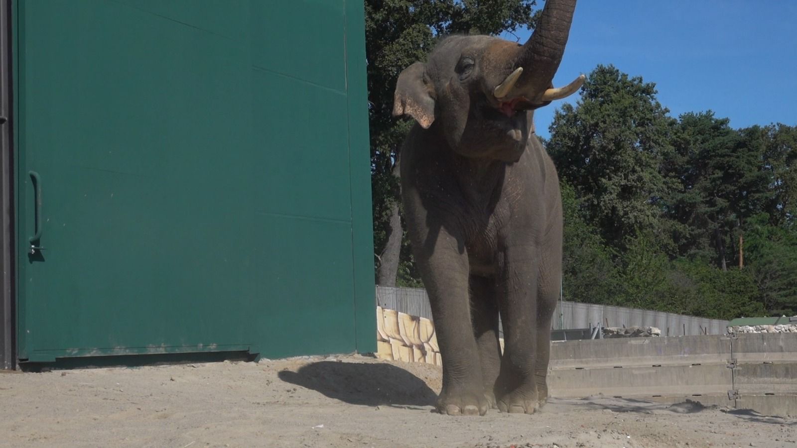 Al Safari Park è arrivato “Einga Tha”